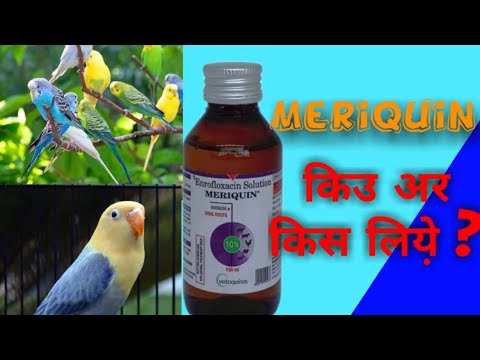 Meriquin Meriquin, best season medicine, magic antibiotic medicine for ...