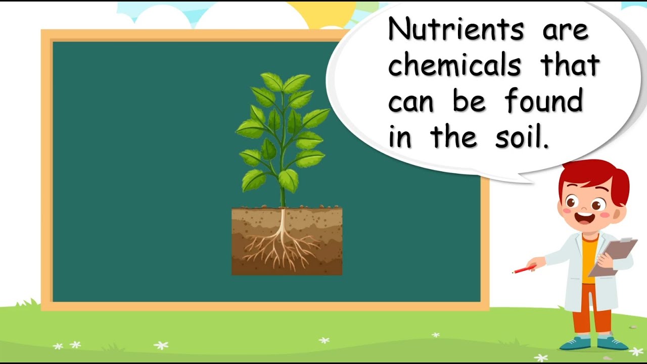 What are plant nutrients? - YouTube