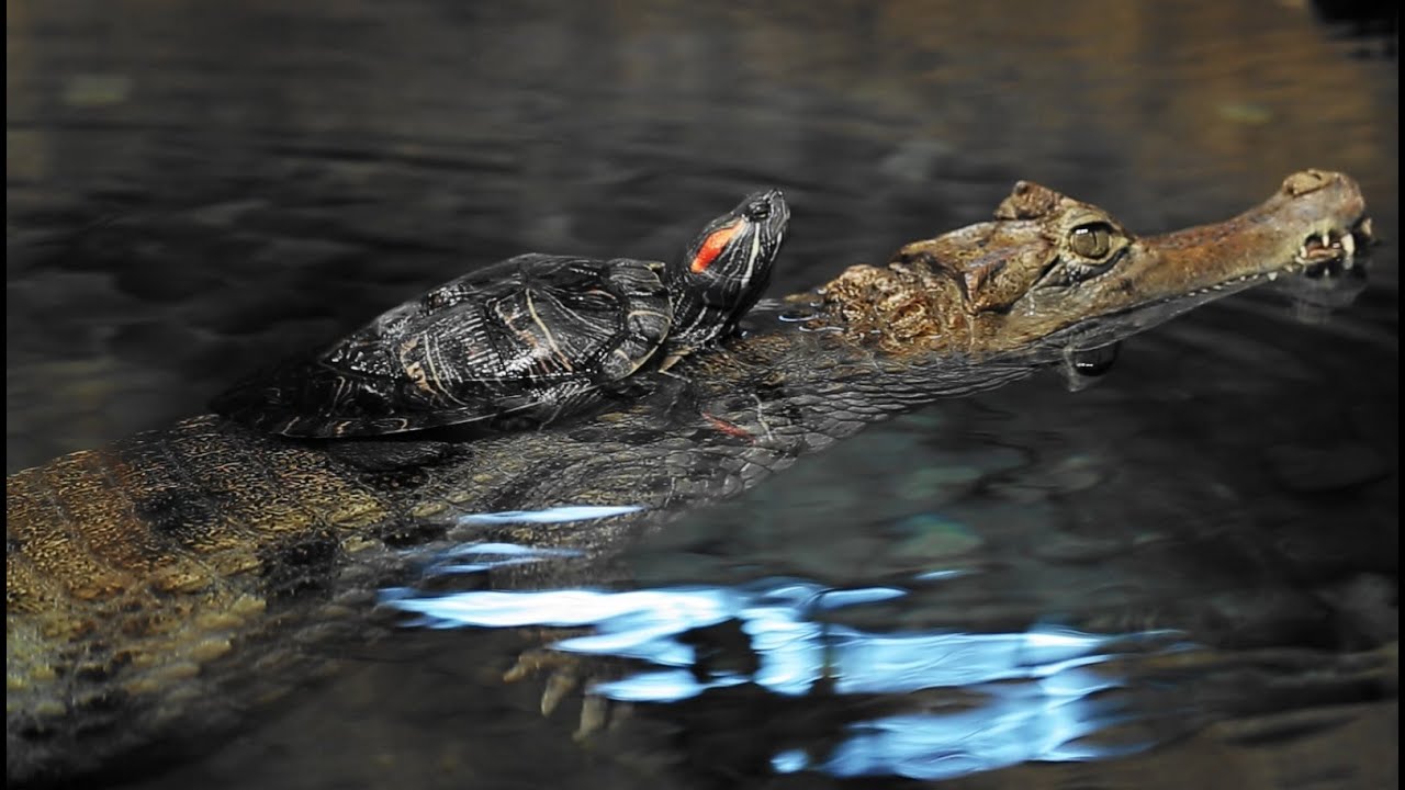 Best Friends | Crocodile and Turtle Love each Other - YouTube