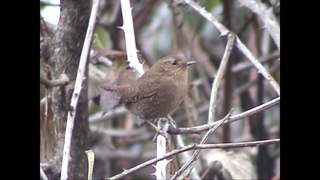 Pacific Wren's simple call - YouTube
