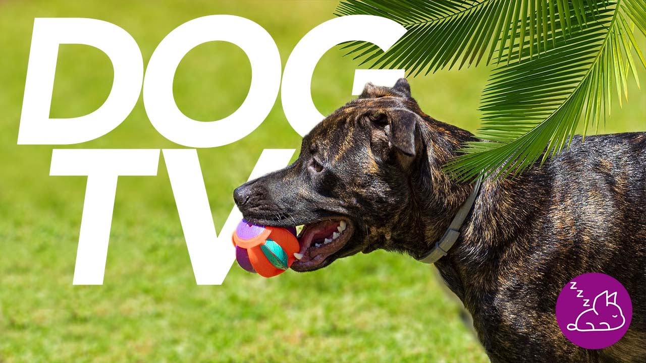What Is Dog Tv On Dish at Olivia Brewster blog