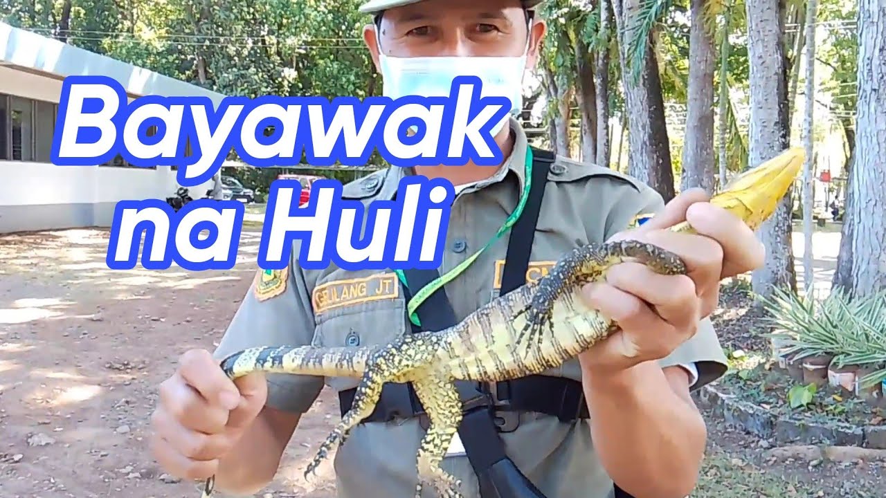 Bayawak na huli - YouTube
