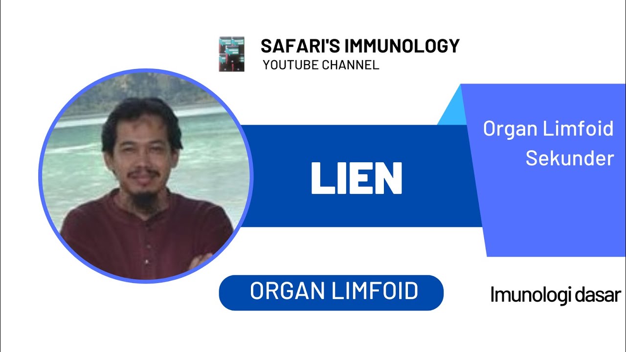 ORGAN LIMFOID SEKUNDER : LIEN/SPLEEN - YouTube