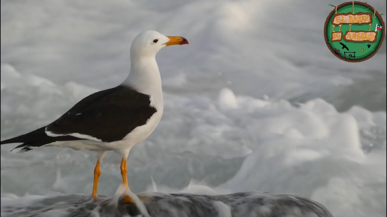 Gaviota peruana 6 (Larus belcheri) Aves de Chile - YouTube