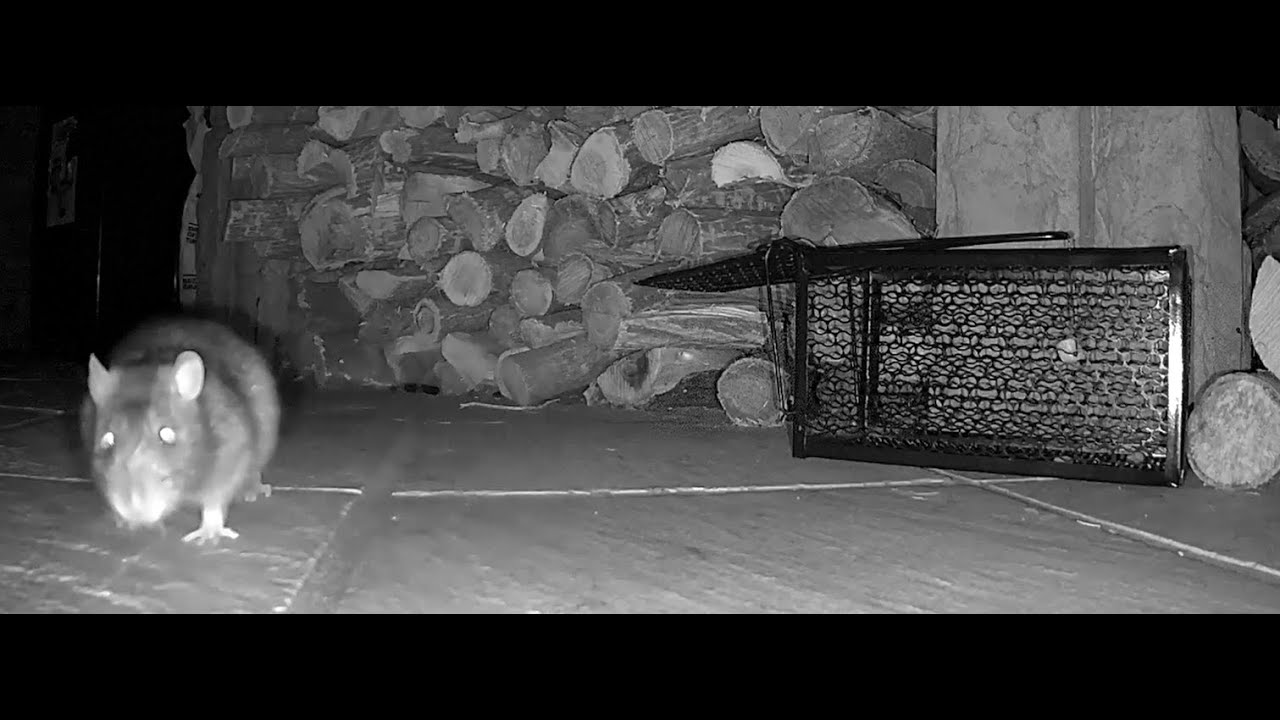 Gotcha!! Curious Rat Gets Caught. - YouTube