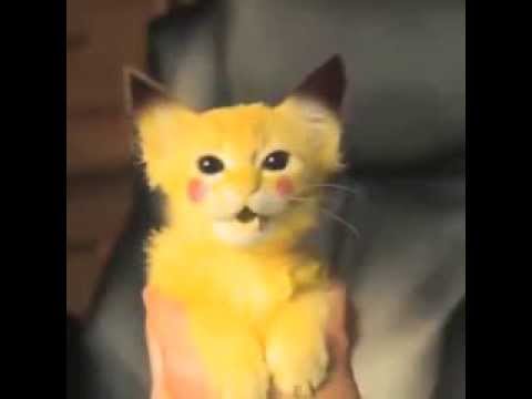 Pikachu cats gatto pikachu - YouTube