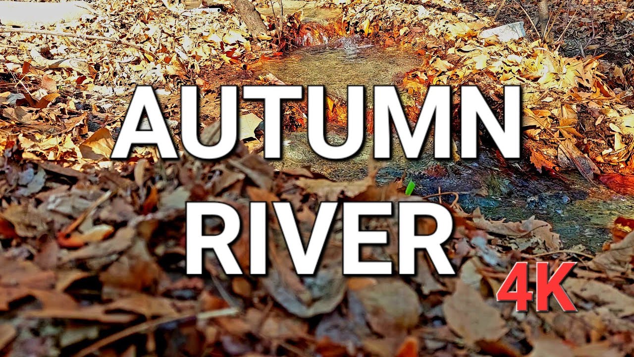 4K Relaxing Nature Sounds: Autumn ForestTranquility, Birds Singing ...
