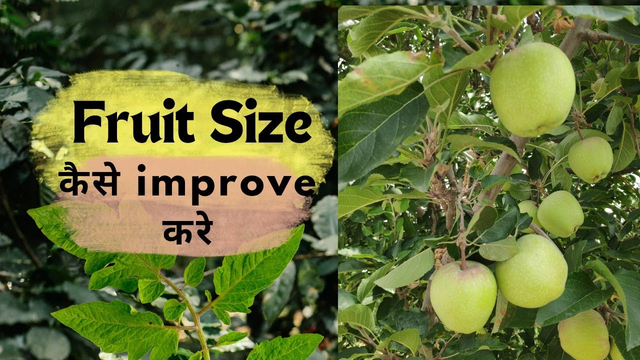 Apple fruit size कैसे improve करे, जानिए कुछ हमारे अनुभव। - YouTube