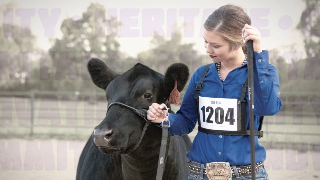 Weaver Leather Livestock Leather Show Number Harness - YouTube
