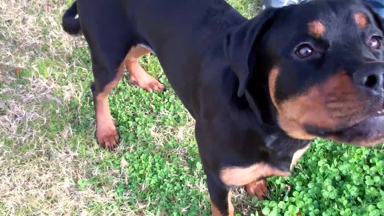Meet Roxy a Rottweiler currently available for adoption at Petango.com ...