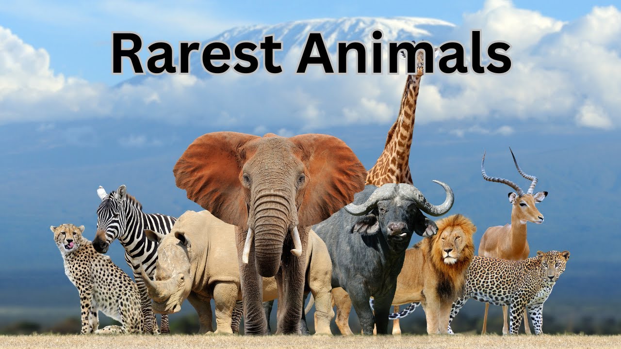 "Top 10 Rarest Animals in the World | Unveiling Earth's Most Elusive ...