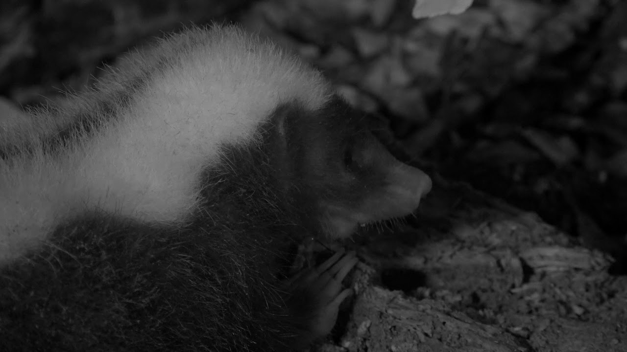 The Striped Hog-Nosed Skunk in Costa Rica - YouTube