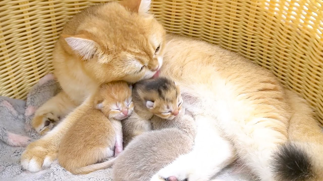 Mother cat tenderly cares for her newborn kittens. - YouTube