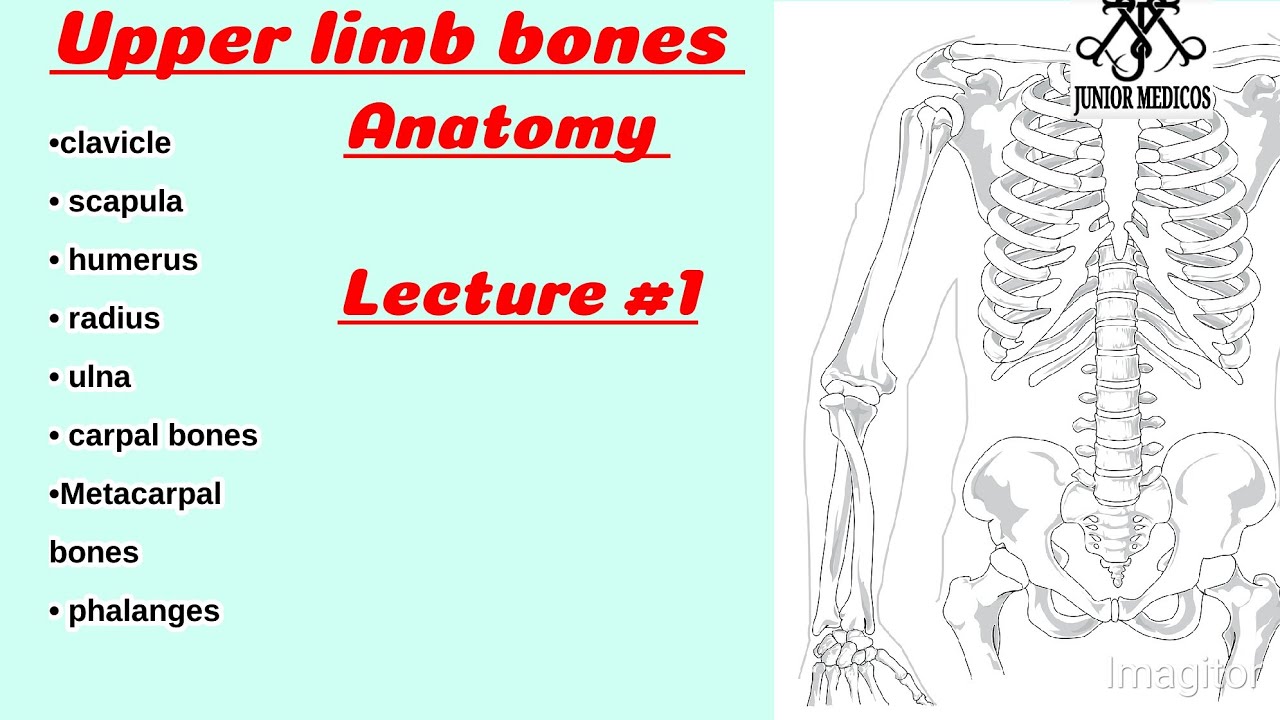 Lecture 1 Upper Limb Bones Best Easiest Anatomy YouTube Lecture 1 Upper Limb Bones Best Easiest Anatomy YouTube