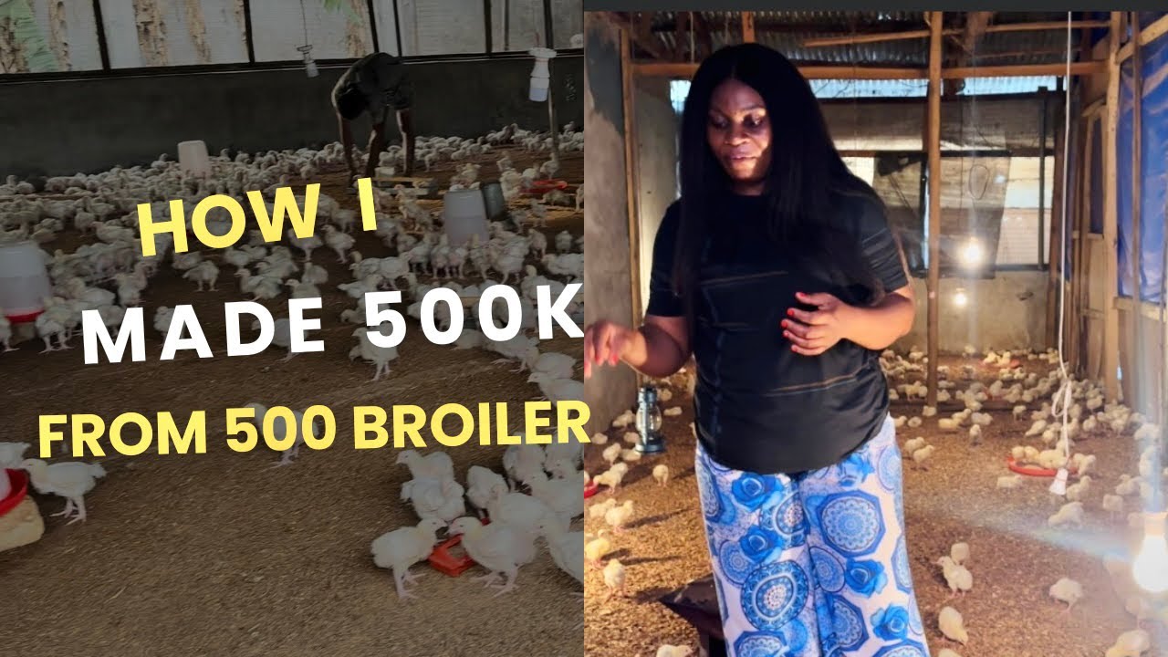😳 MUST WATCH💃/COST AND PROFIT OF RAISING 500 BROILERS FROM DAY OLD TO SIX WEEKS - YouTube