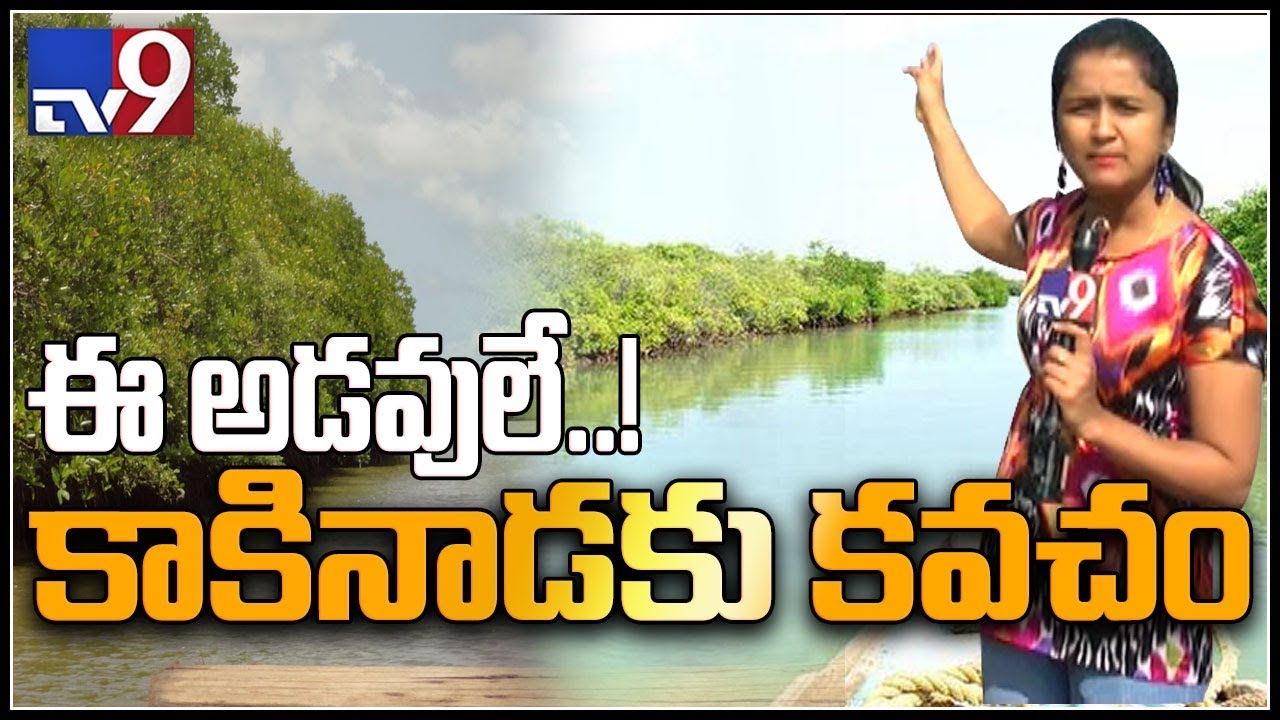 Cyclone Phethai: Ground report from Coringa mangrove forest in Kakinada ...