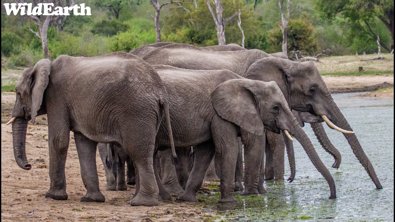 LIVE at the waterhole - 29 May 2024 - AD FREE - YouTube