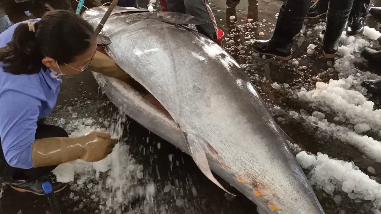 Luxurious Giant 400kg BlueFin Tuna Bid Process and Fluency Cutting ...