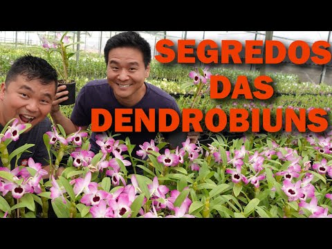 Como cuidar das orquídeas Dendrobium