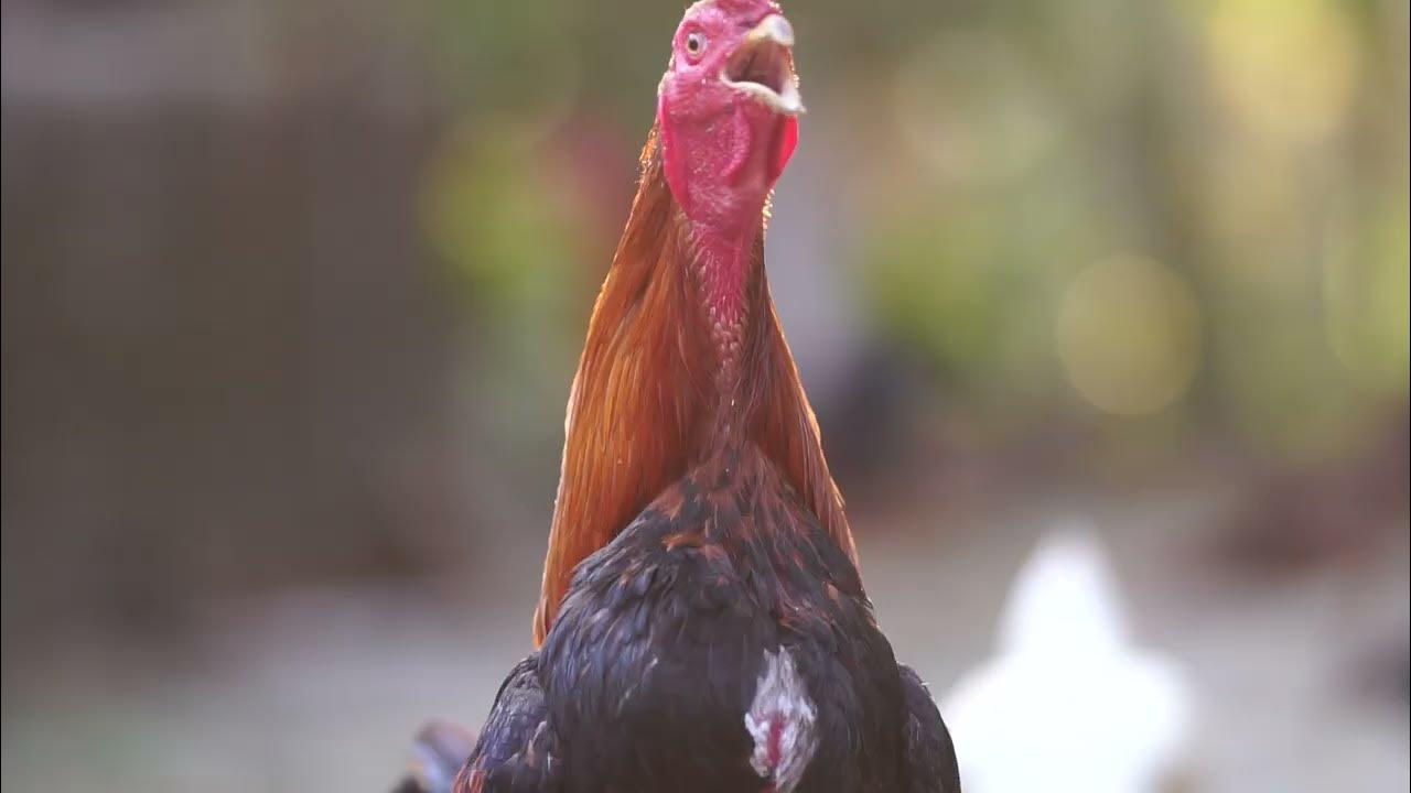 C2257 Sounds of wildlife Animals, Animal Moment Chicken Sounds Noises ...