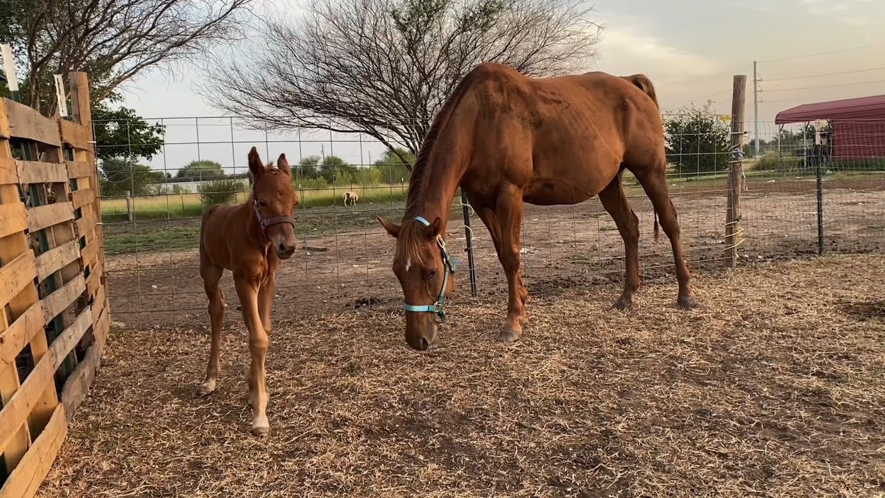 Horse Giving Birth - Foaling a Healthy Filly (Kimber’s Birth Video ...