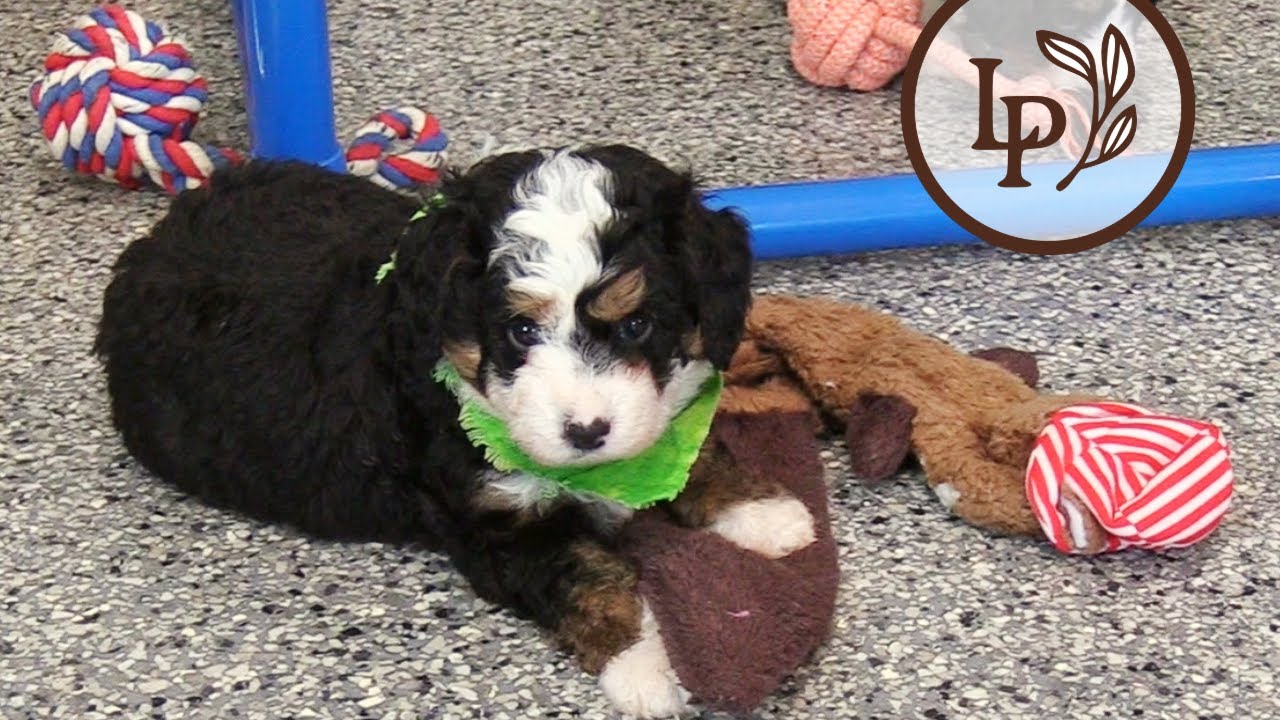 Meet Dani's F2b Mini Bernedoodle Puppies! - The "Little Stargazers ...