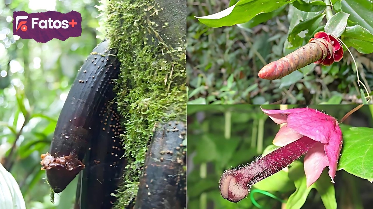 20 Frutas Exóticas e Raras do Mundo que Você Não Conhece - Com Frutas ...
