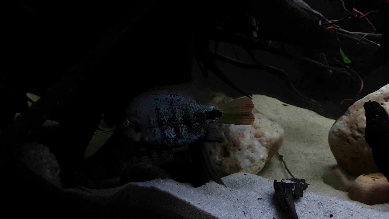 Paratheraps zonatus - YouTube