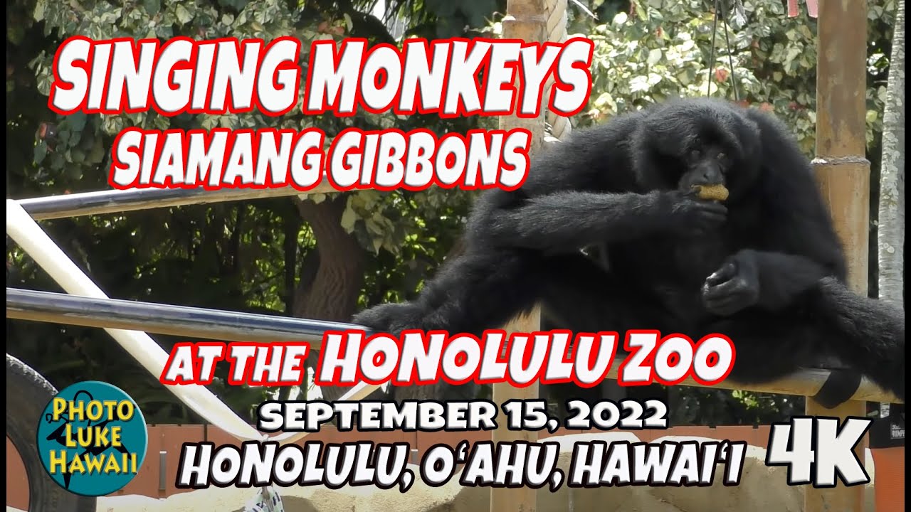 Singing Monkeys Siamang Gibbons at the Honolulu Zoo September 15, 2022 Oahu Hawaii - YouTube