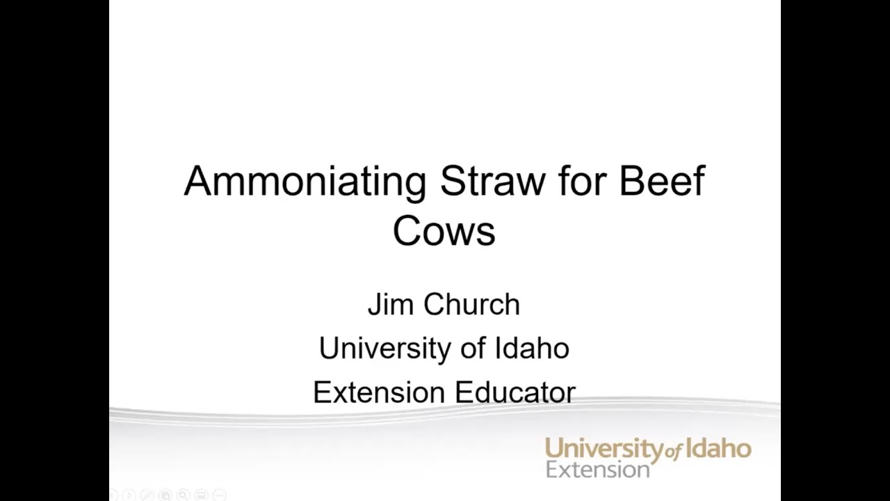 Ammoniating Straw for Beef Cows - YouTube