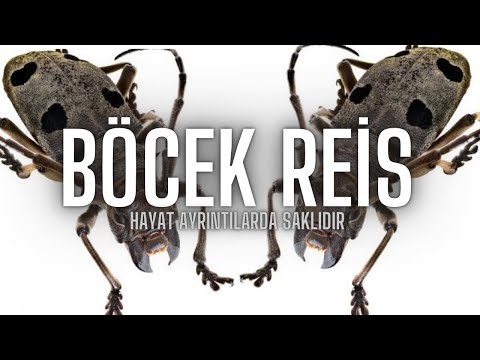 Ağızları Tırnak Makası Gibi/Dev Teke Böceği/Konak Delen   #BöcekReis (Cerambycidae)