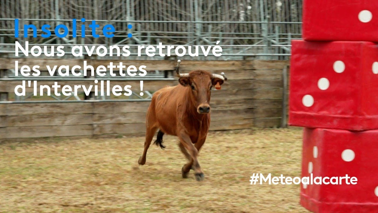 Insolite : nous avons retrouvé les vachettes d'« Intervilles » ! - YouTube