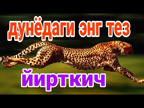 Гепард хакида 14 кизикарли фактлар! Gepard haqida 14 fakt