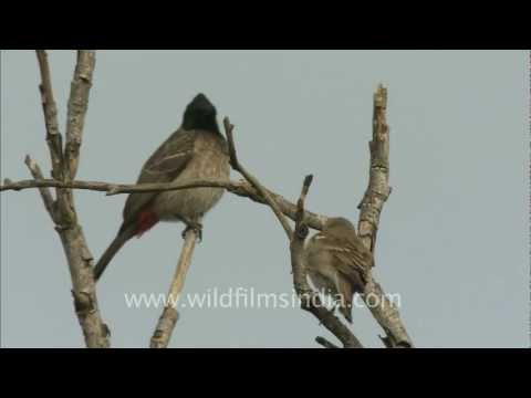 Noisy little Red-vented Bulbuls