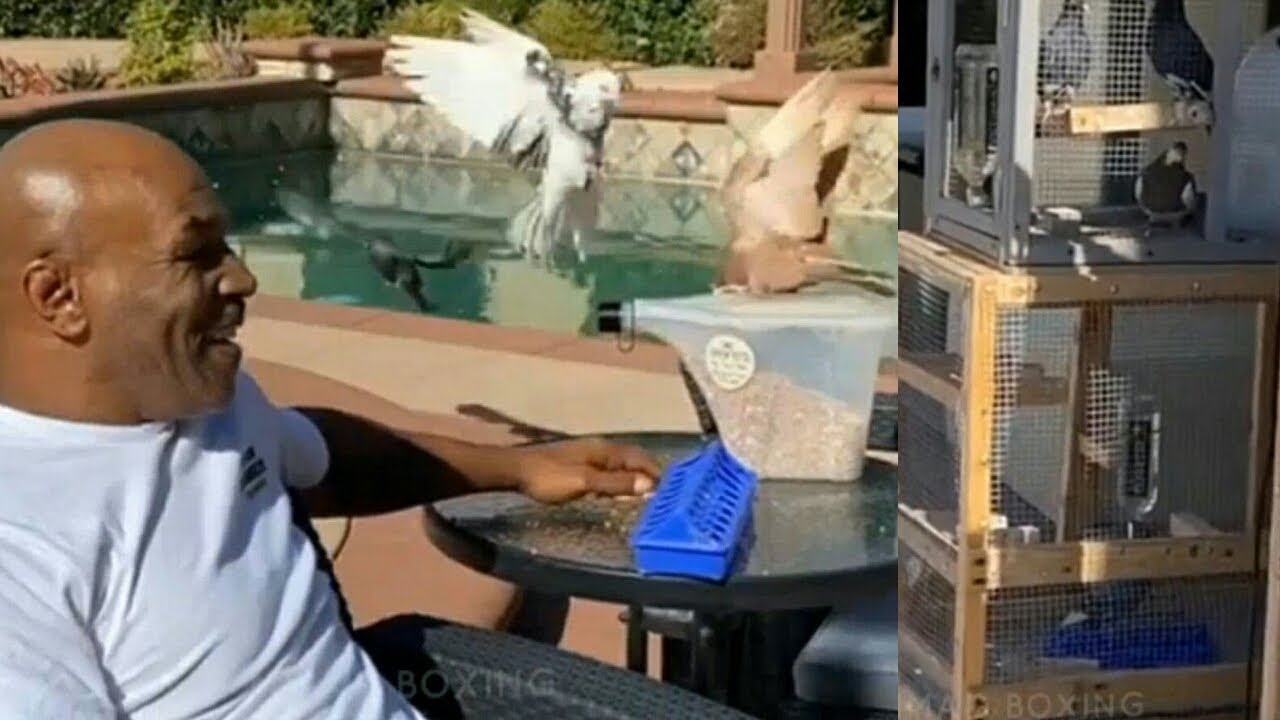 Mike Tyson shows off his Pigeons, says its the Calm before the storm ...