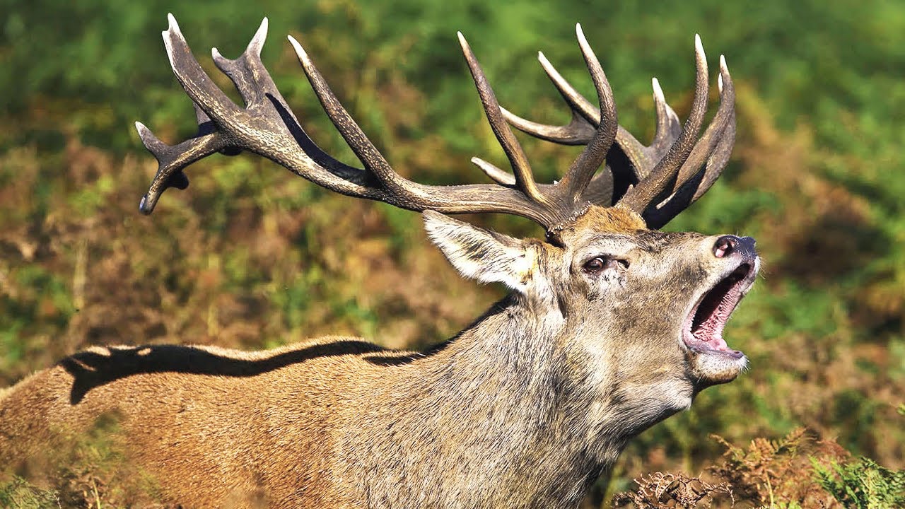 Deer Bugle Amazing Sound | Roaring Stag - YouTube
