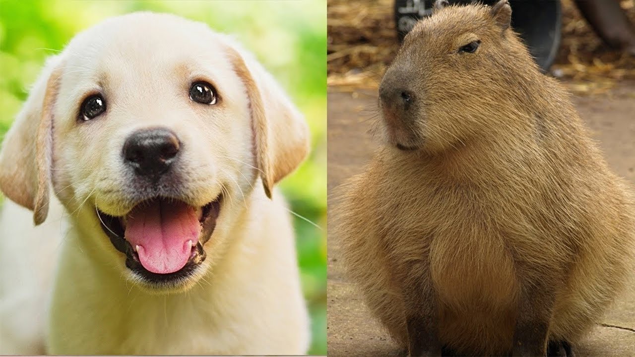 Cute show可爱秀-Cute Pets Collection可爱动物合集. - YouTube
