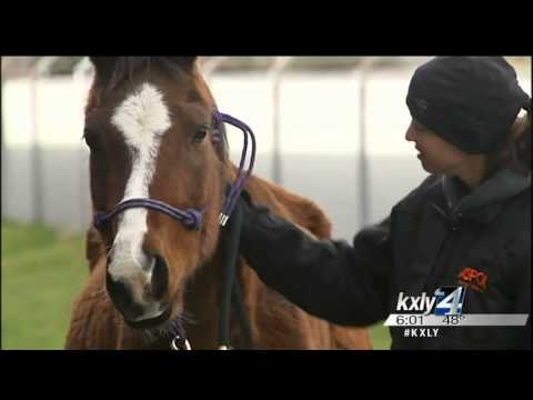 Woman facing animal cruelty charges may have fled state - YouTube
