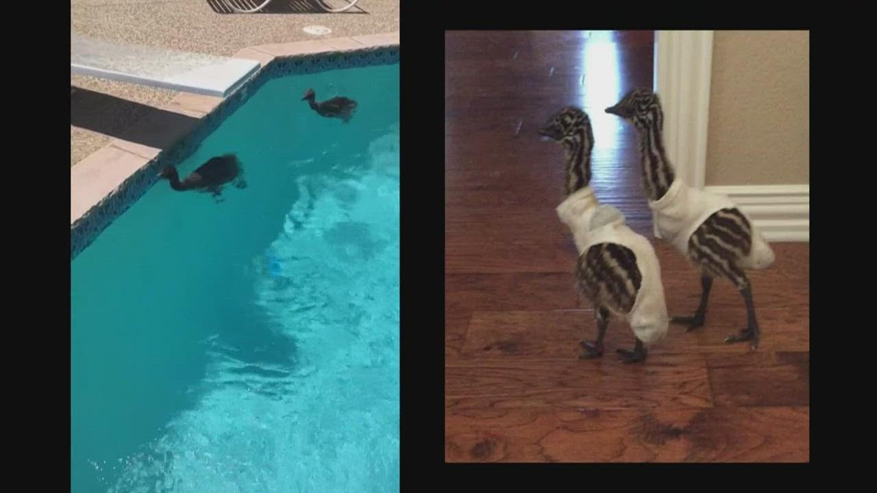 Man vs. Emu | Texas man shares his story of his frisky Emus - YouTube