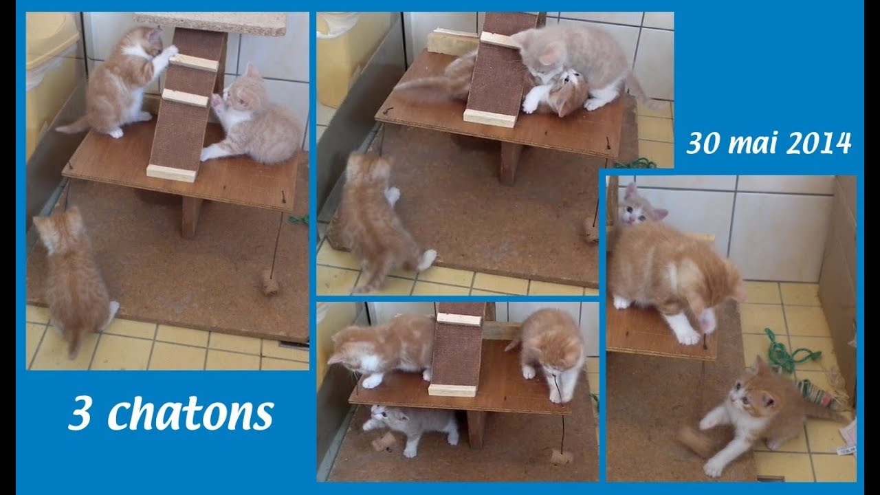 3 chatons... - YouTube