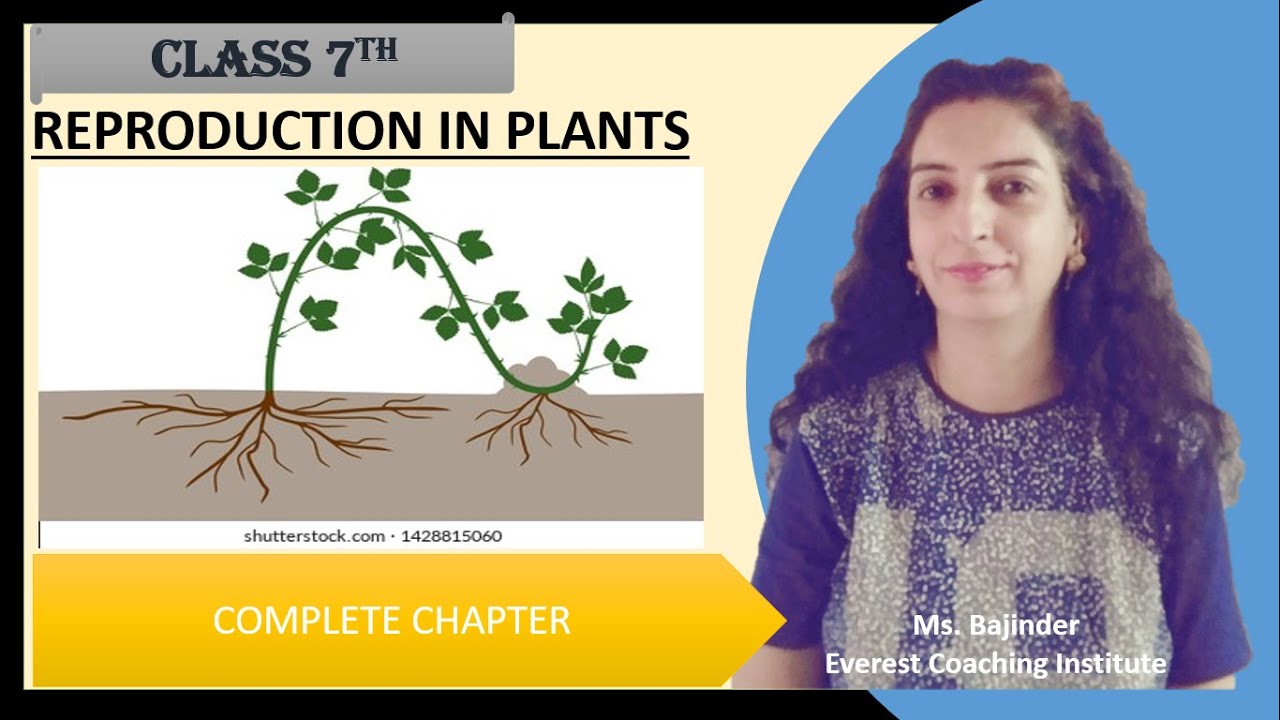 Science Class 7 Ch 12 Reproduction in Plants - Complete Chapter - YouTube