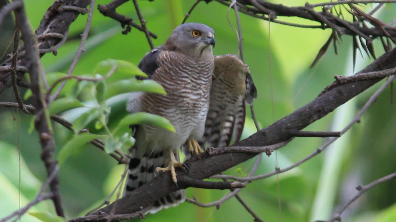 Shikra .. Female --- Displaying the flight of fantasy - YouTube