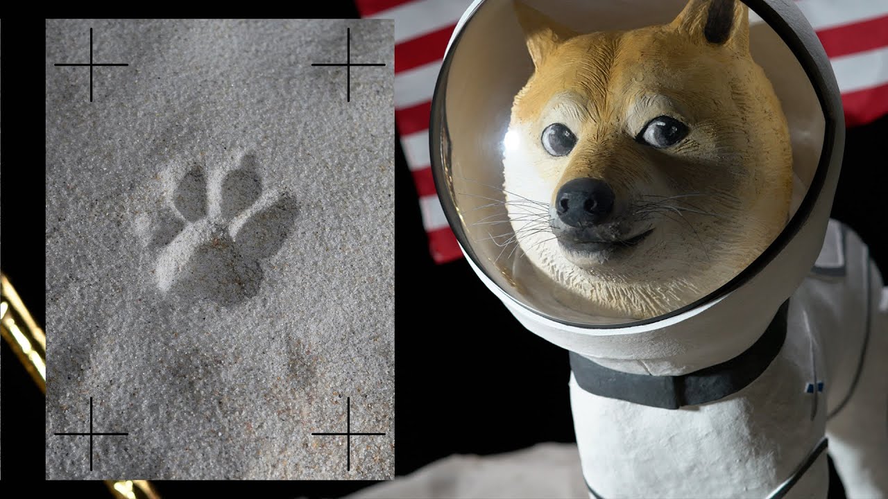 Mission to the Moon! Cardboard - paper mache Shiba Inu Doge Kabosu ...