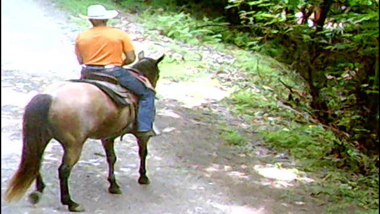 N&S Gates - 44 How many horses does it take to form a posse - YouTube