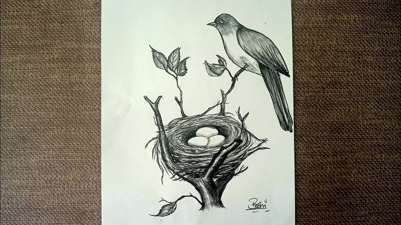 Daily challenge #209/Bird and cage drawing/ pencil drawing - YouTube