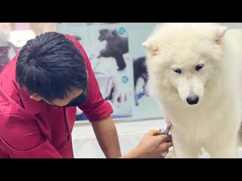 Samoyed - YouTube