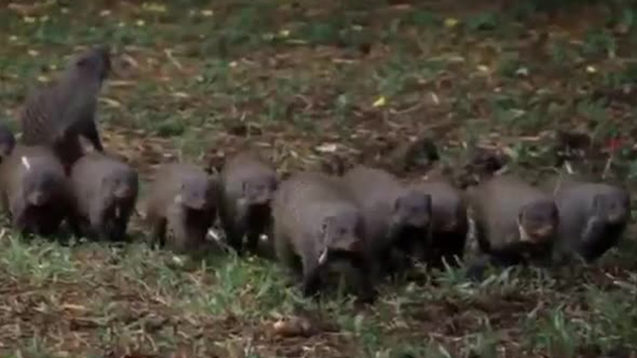 The Battle for Uptown | Banded Brothers (The Mongoose Mob) | BBC Earth ...