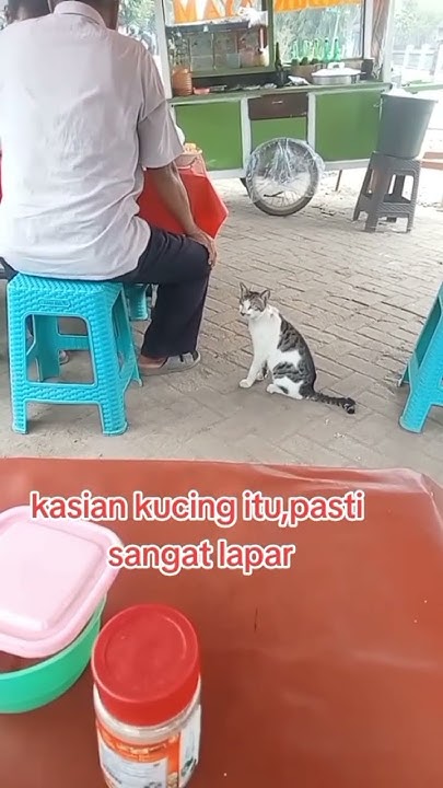 kasih makan kucing jalanan #shorts #streetfeeding - YouTube