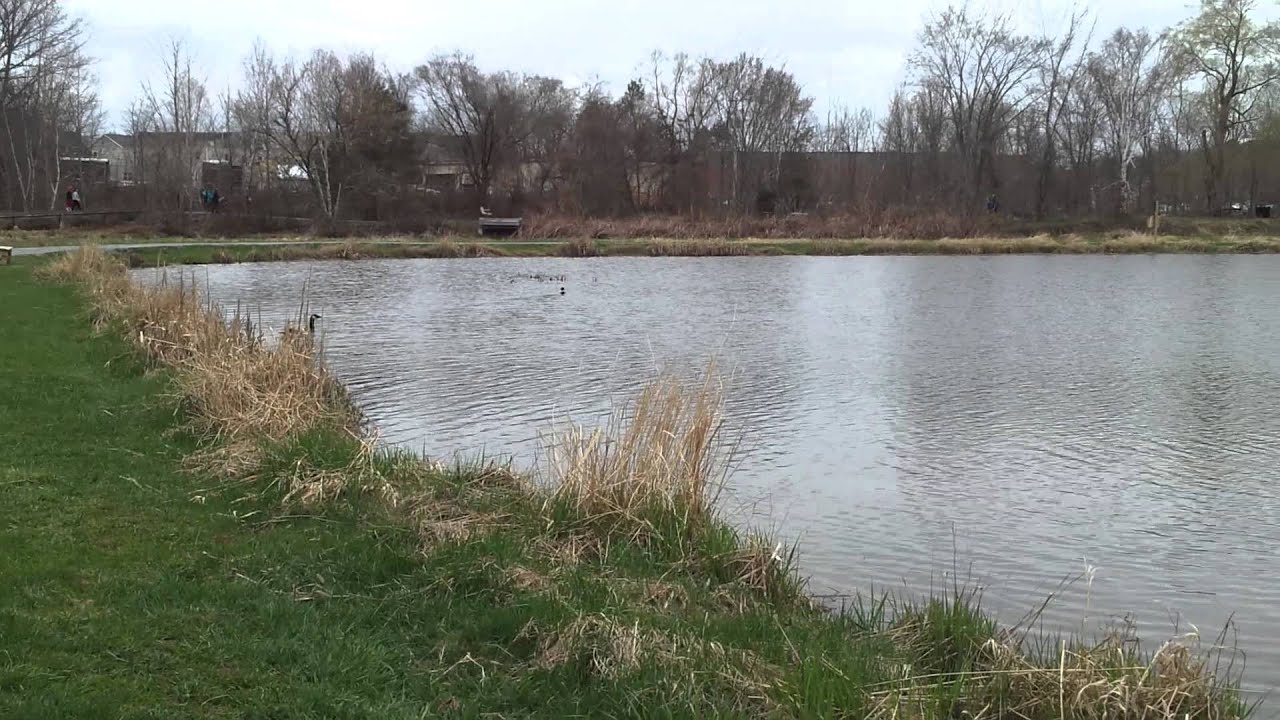 Pissed off goose cleans hoise like a boss!! - YouTube