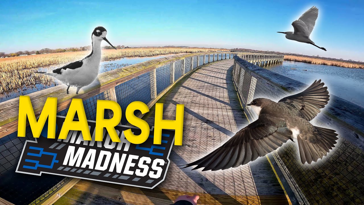 Marsh Madness in Ohio!! - YouTube